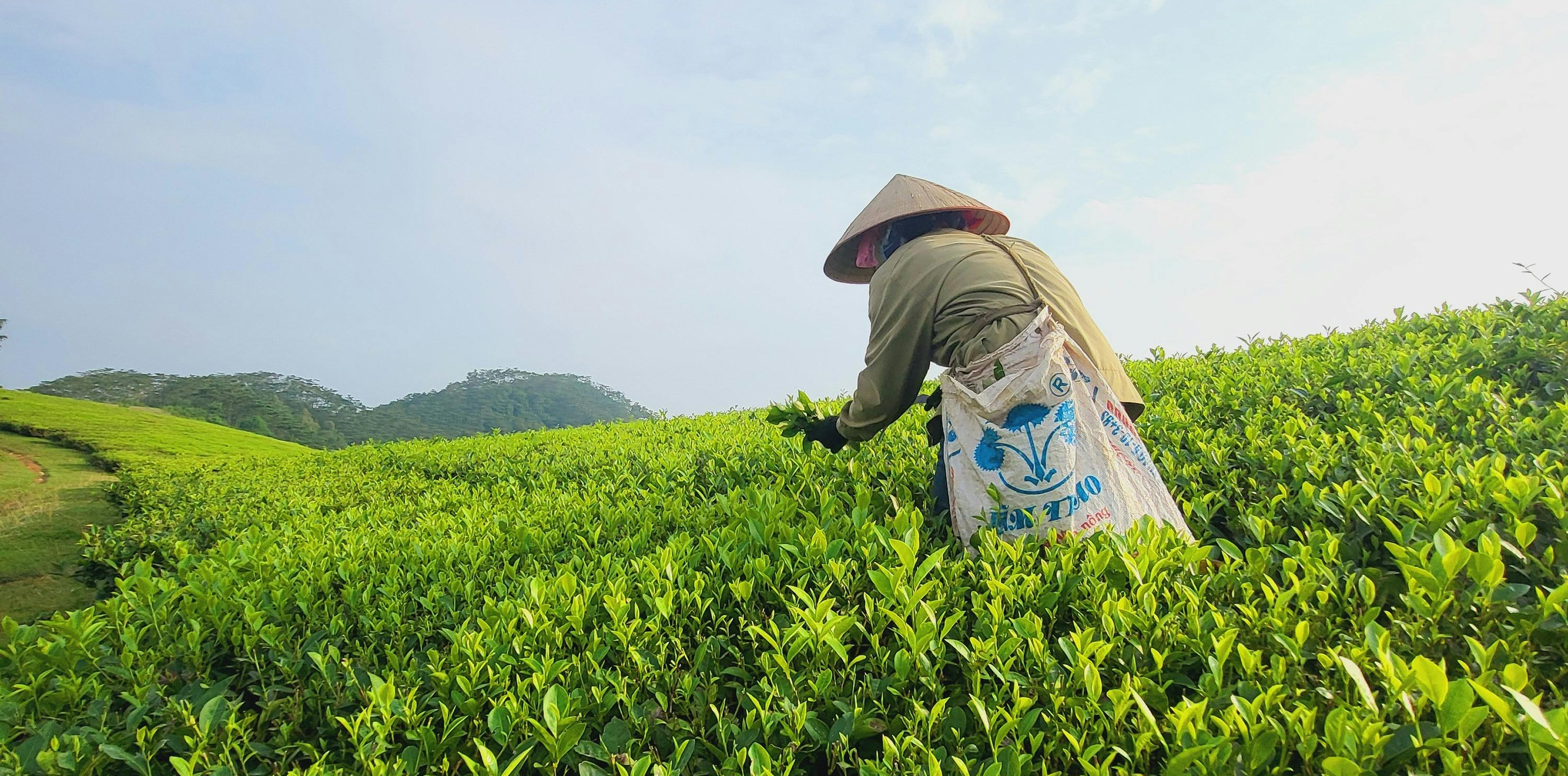 How to Choose the Best Matcha in Australia: A Quick Guide to Avoid Gre ...